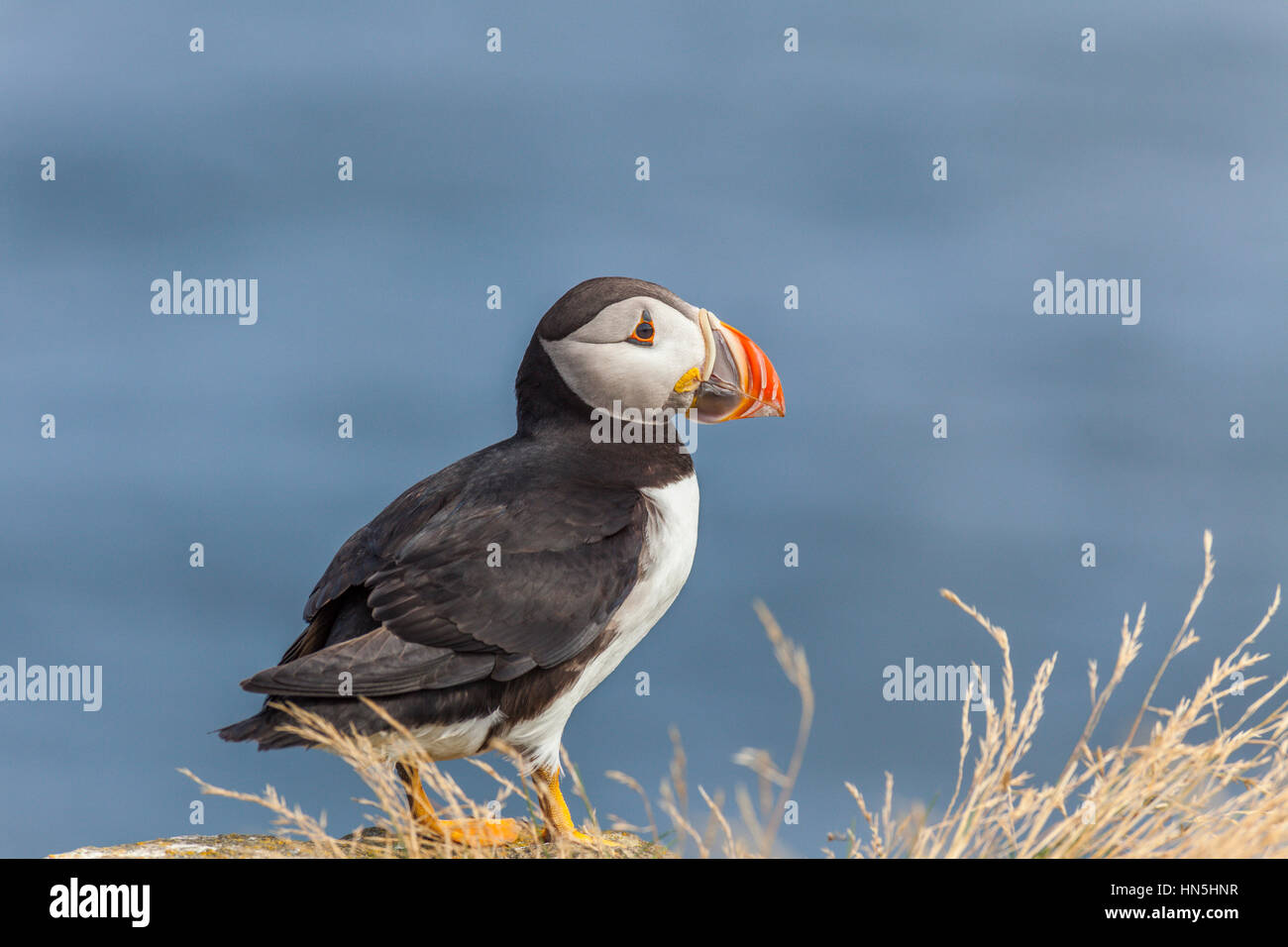 Puffin in Newfoundland, Canada Stock Photo - Alamy