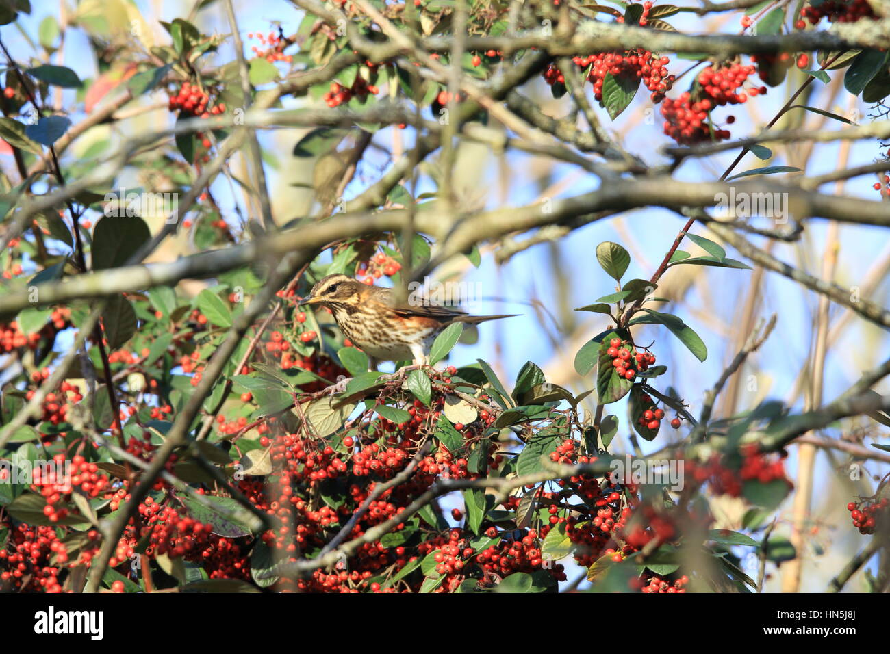 REDWING MALE IN TREE [ TURDUS ILIACUS ] Stock Photo - Alamy