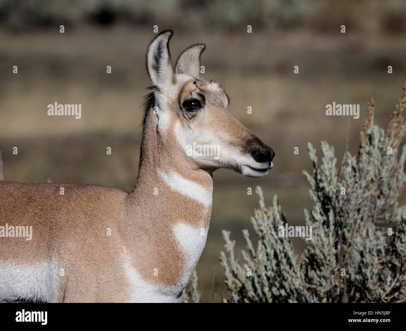American Pronghorn Antelope Stock Photo - Alamy