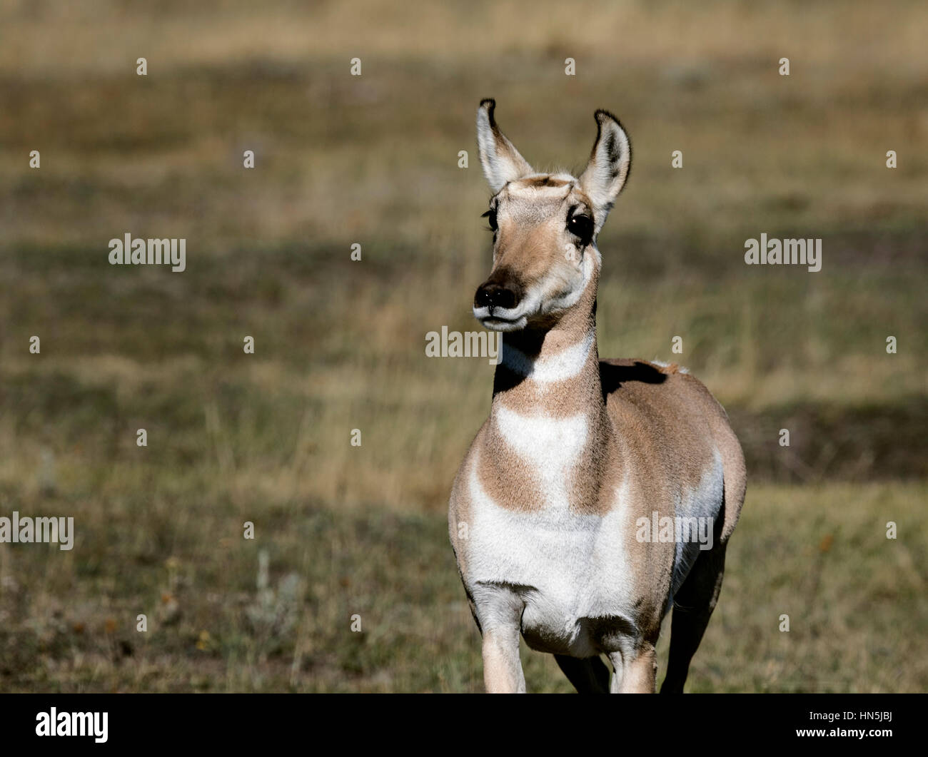 American Pronghorn Antelope Stock Photo - Alamy