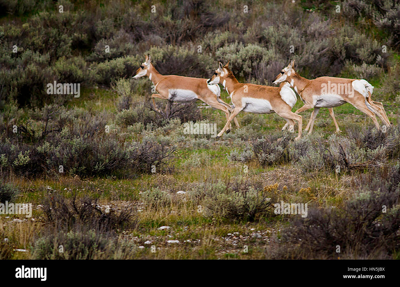 American Pronghorn Antelope Stock Photo - Alamy