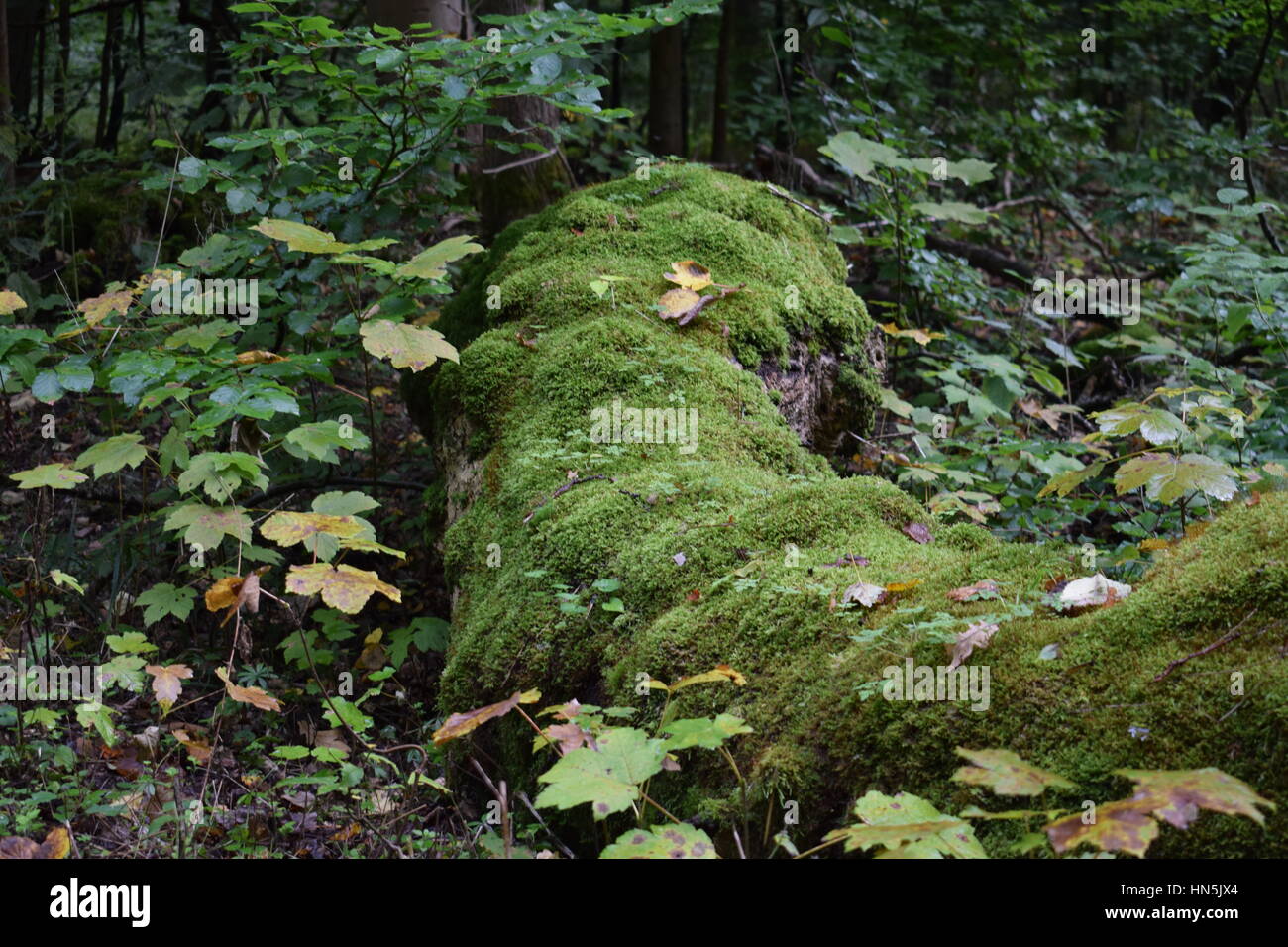 Fallen tre hi-res stock photography and images - Alamy