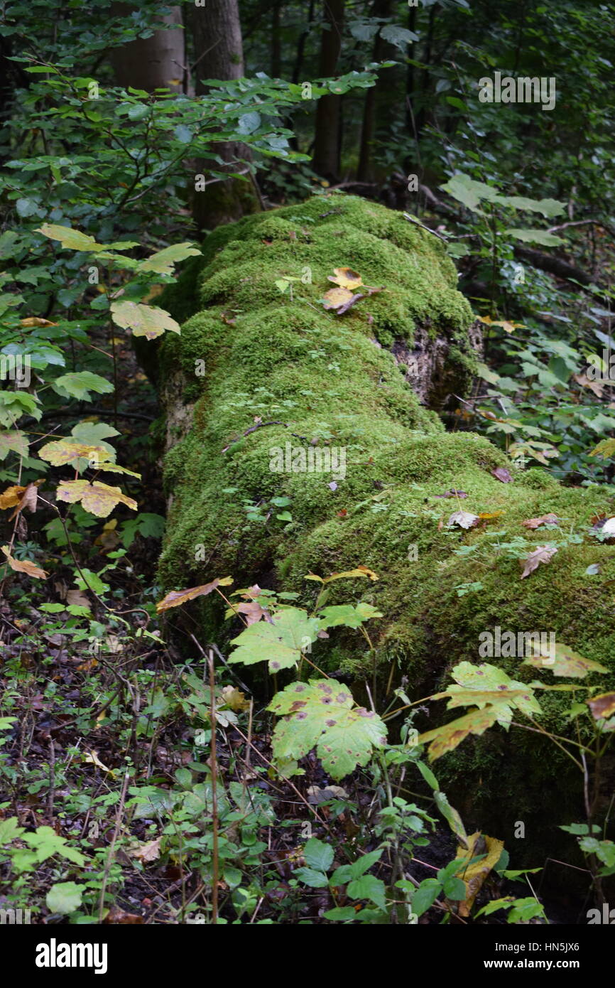 Fallen tre hi-res stock photography and images - Alamy