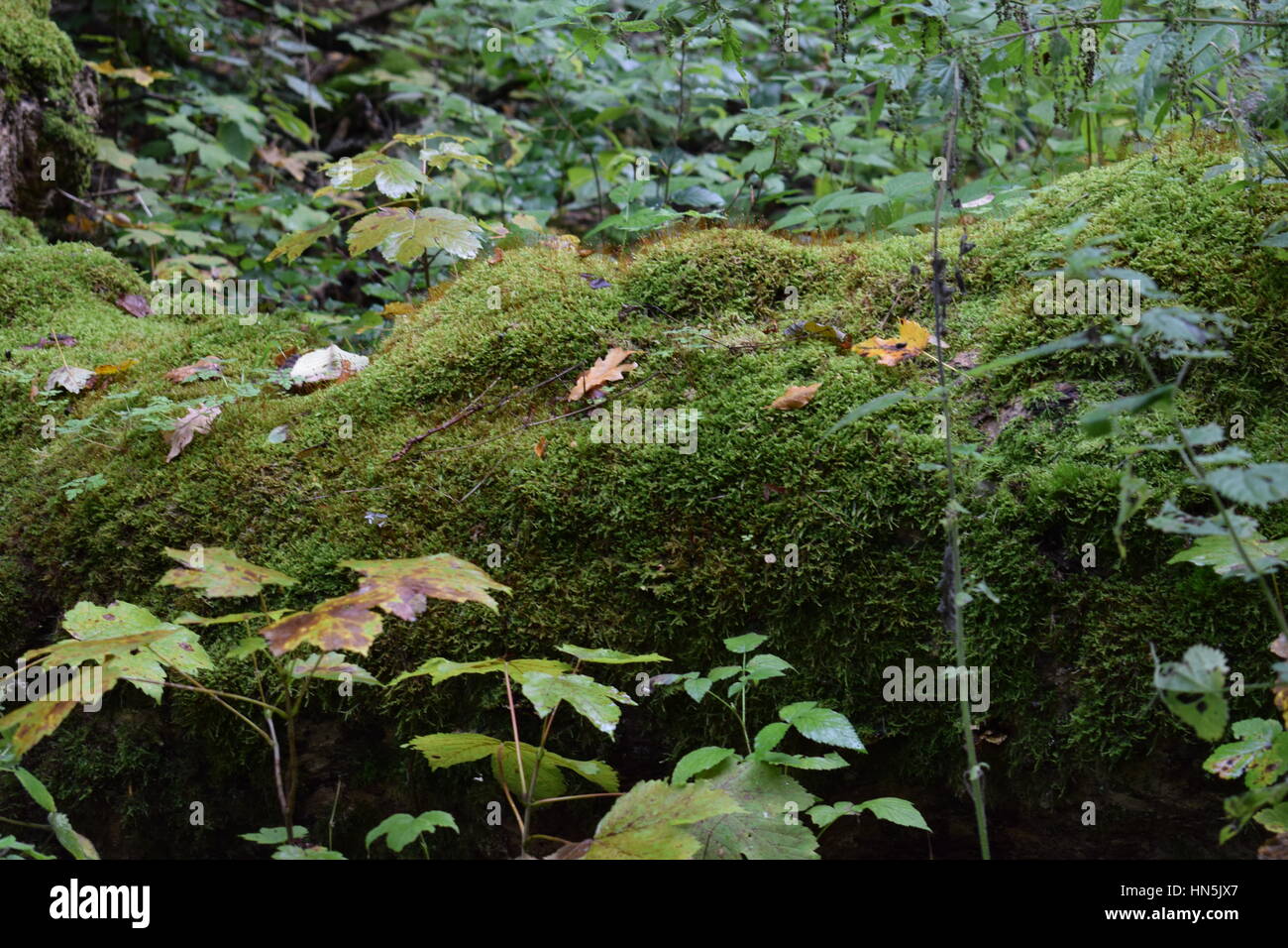 Fallen tre hi-res stock photography and images - Alamy