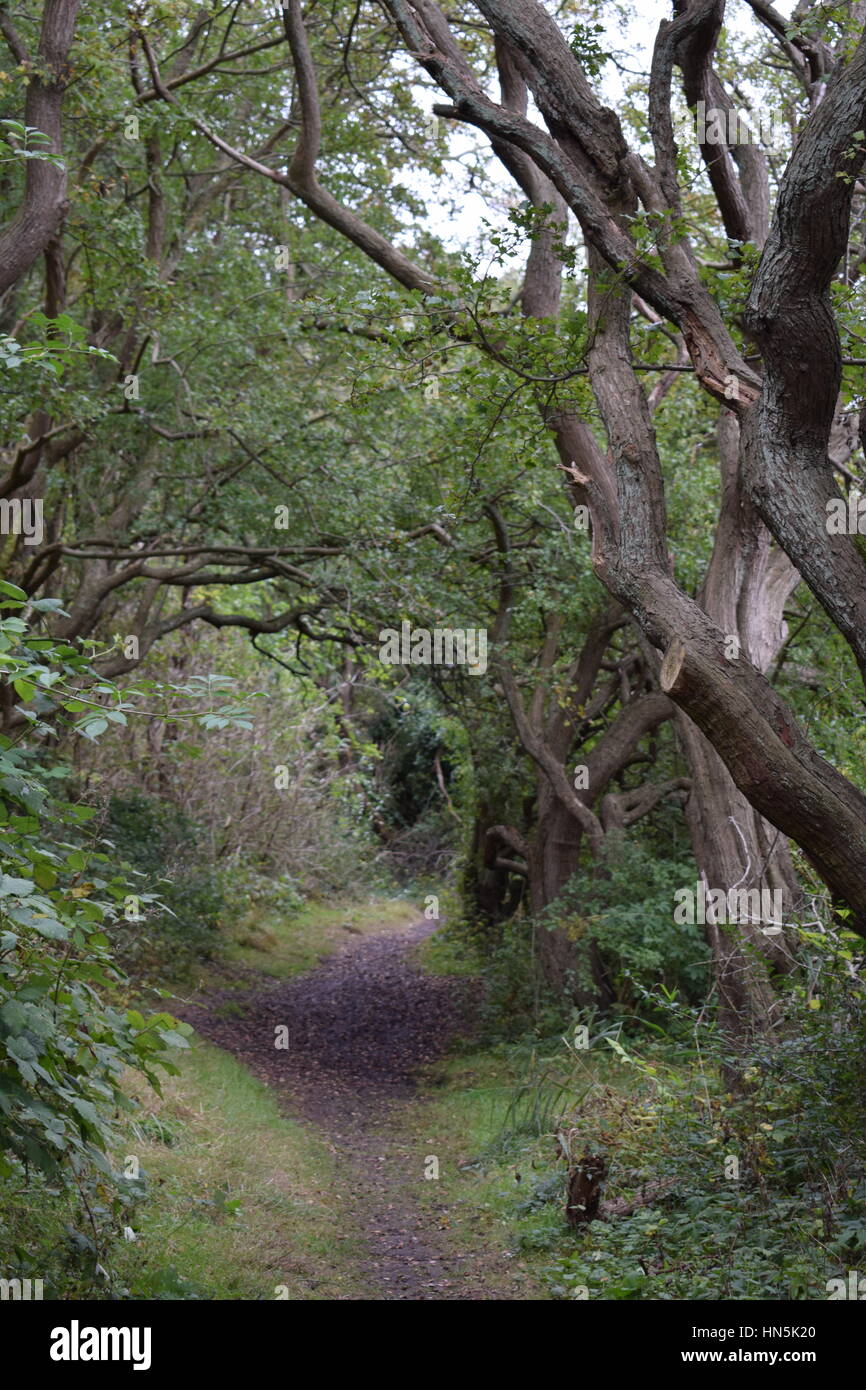 Narrow path with bushes hi-res stock photography and images - Alamy