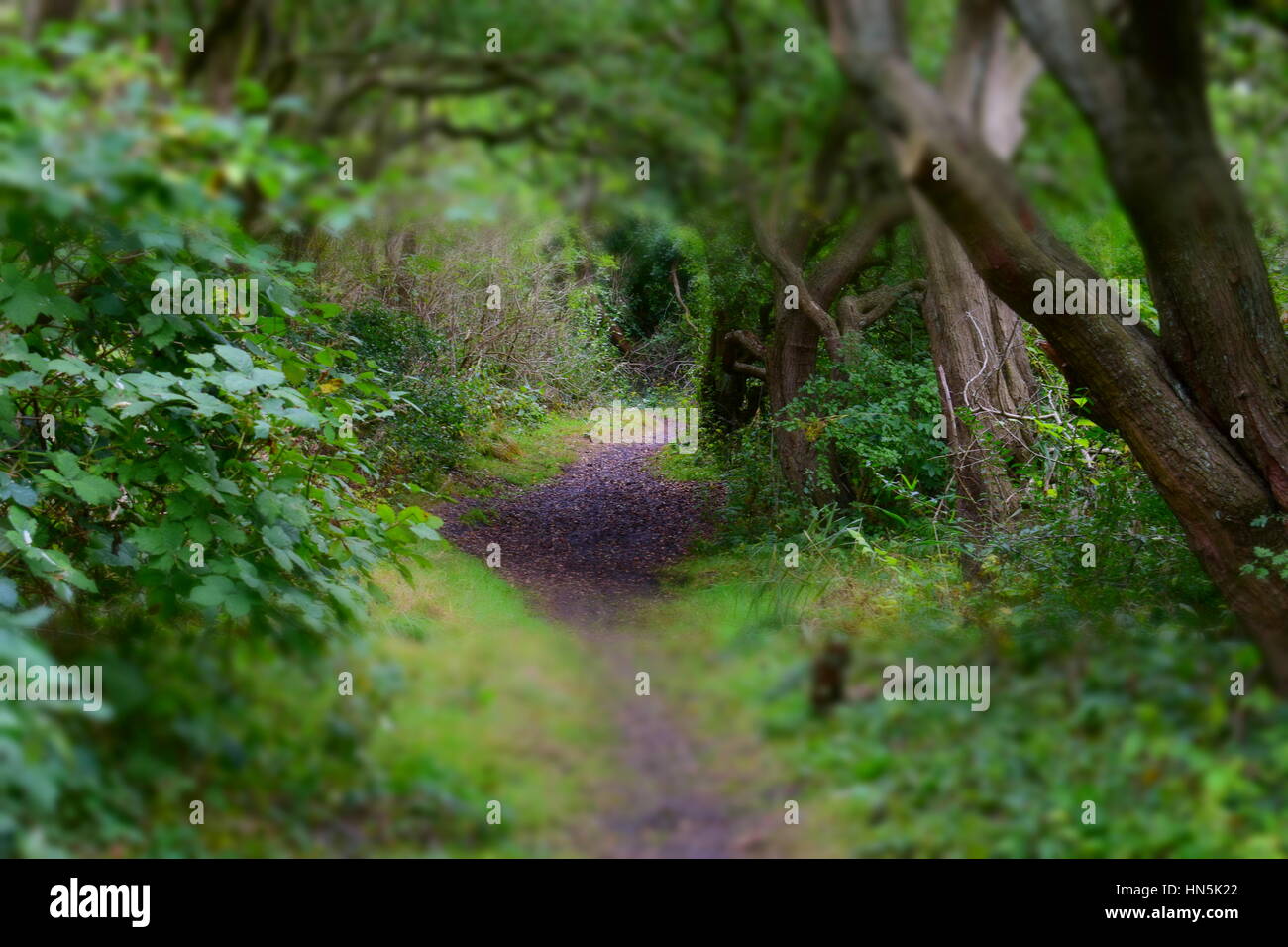 Narrow path in wooden area Stock Photo - Alamy