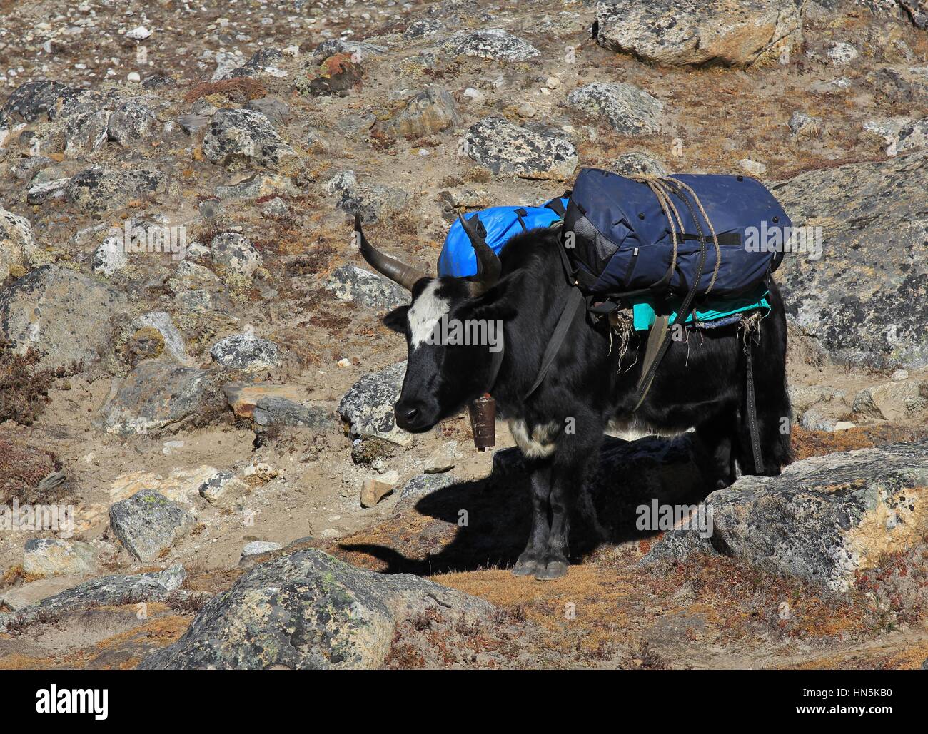 A Dzo, hybrid of yak and cow carrying bags towards the Everest base ...