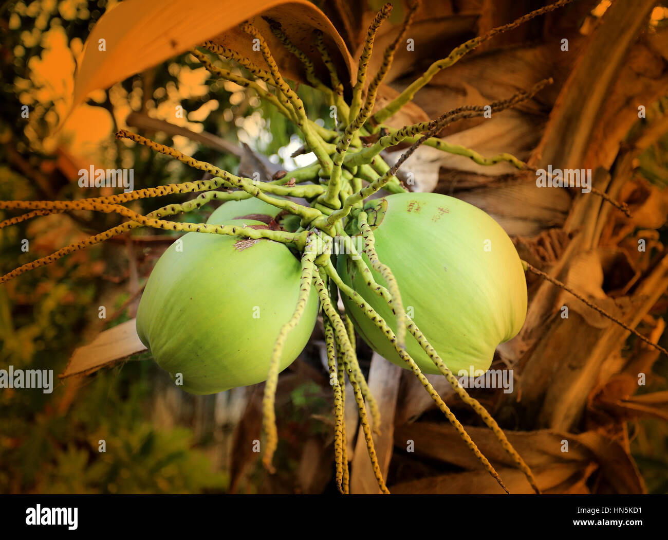 Photo of two macro coconuts on a palm tree in the park Stock Photo - Alamy
