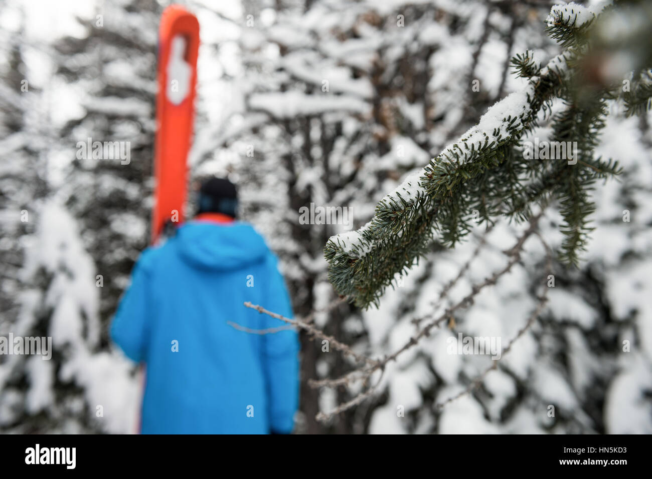 Rear view of skier walking with ski on snow covered mountains Stock ...