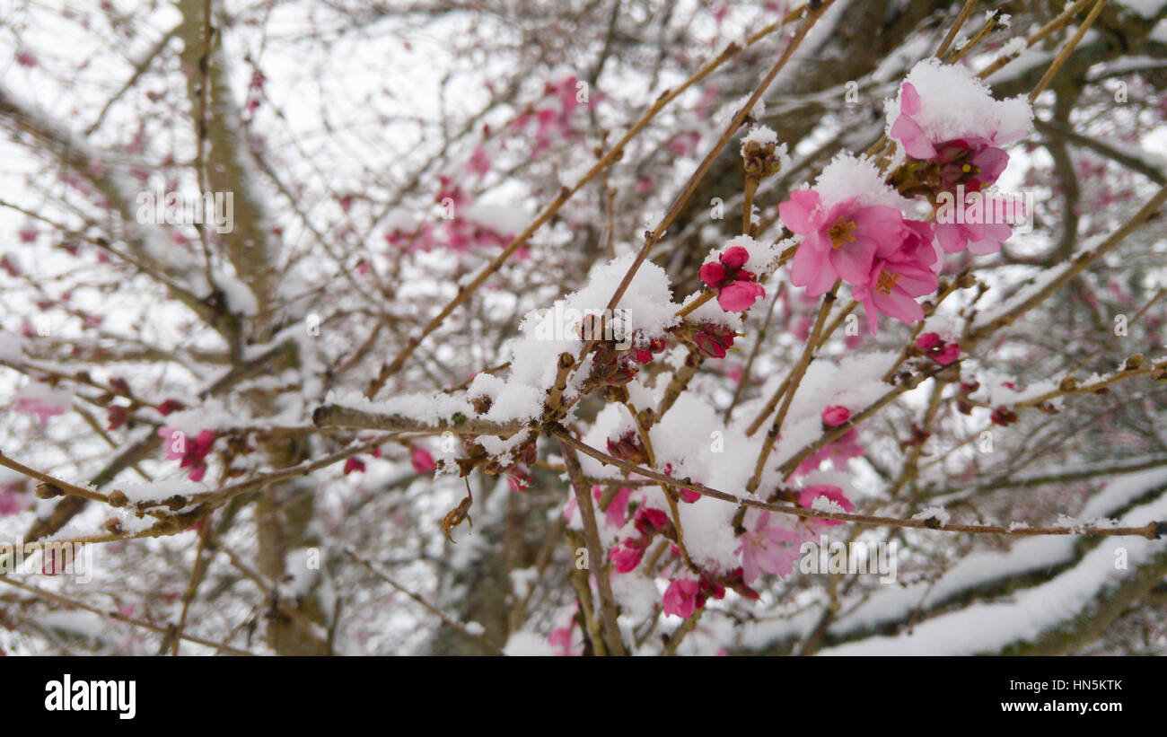 Pink cherry blossoms covered in snow as seasons change from winter to ...