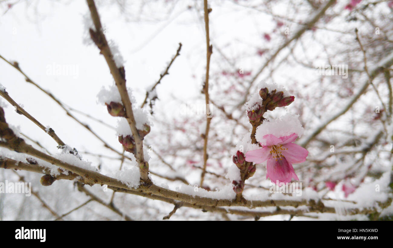 Pink cherry blossoms covered in snow as seasons change from winter to ...