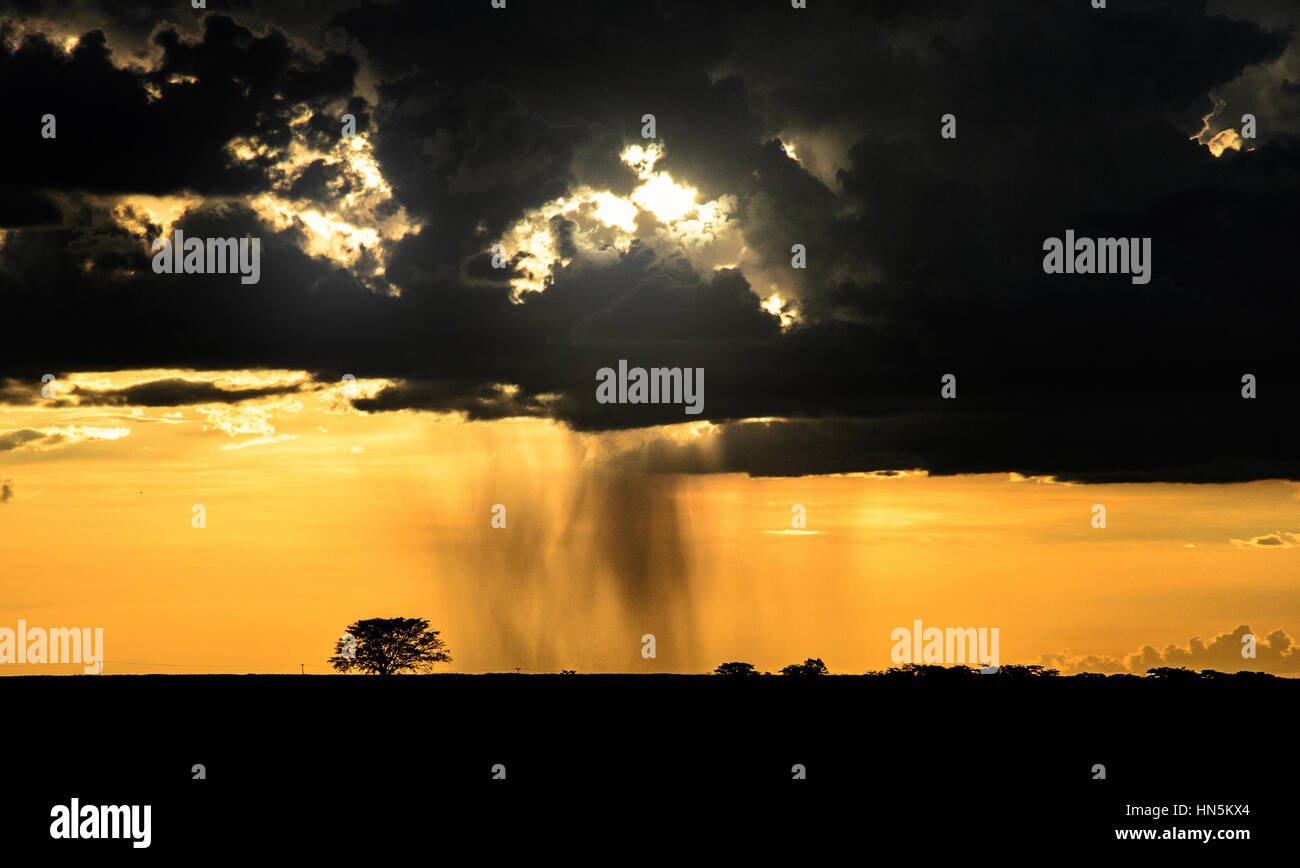 Rain falling only in one part of the field. Silhouette of trees, rain ...