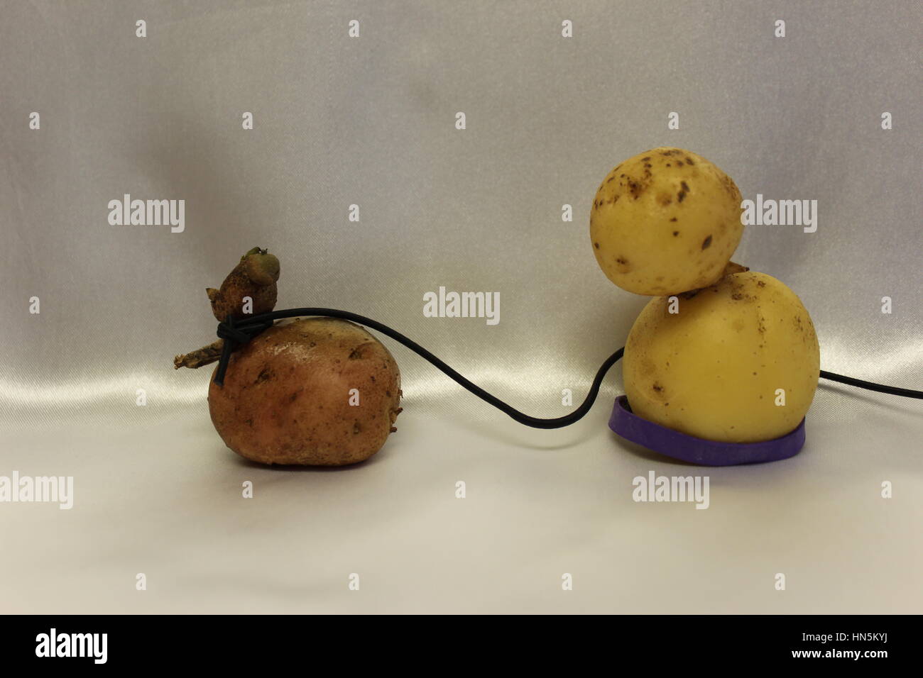 Potato Family of 1 Walking the Pet Potato Number 45 of 47 Stock Photo ...