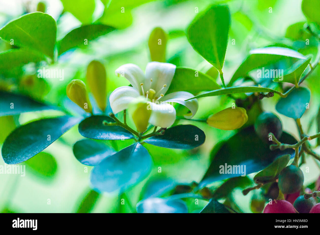 Murraya paniculata hi-res stock photography and images - Alamy