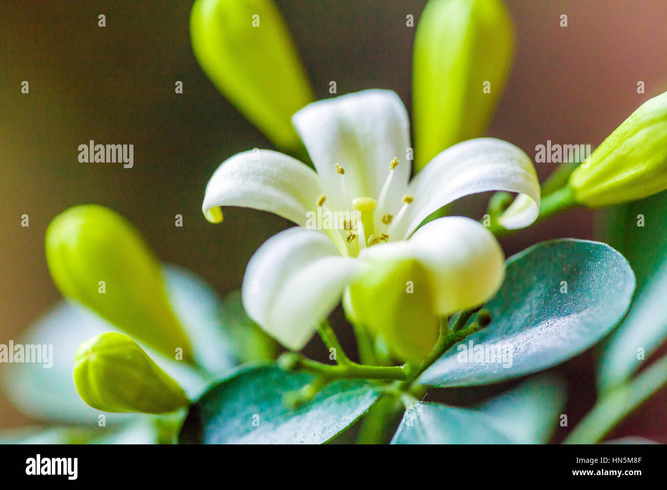 Murraya hi-res stock photography and images - Alamy