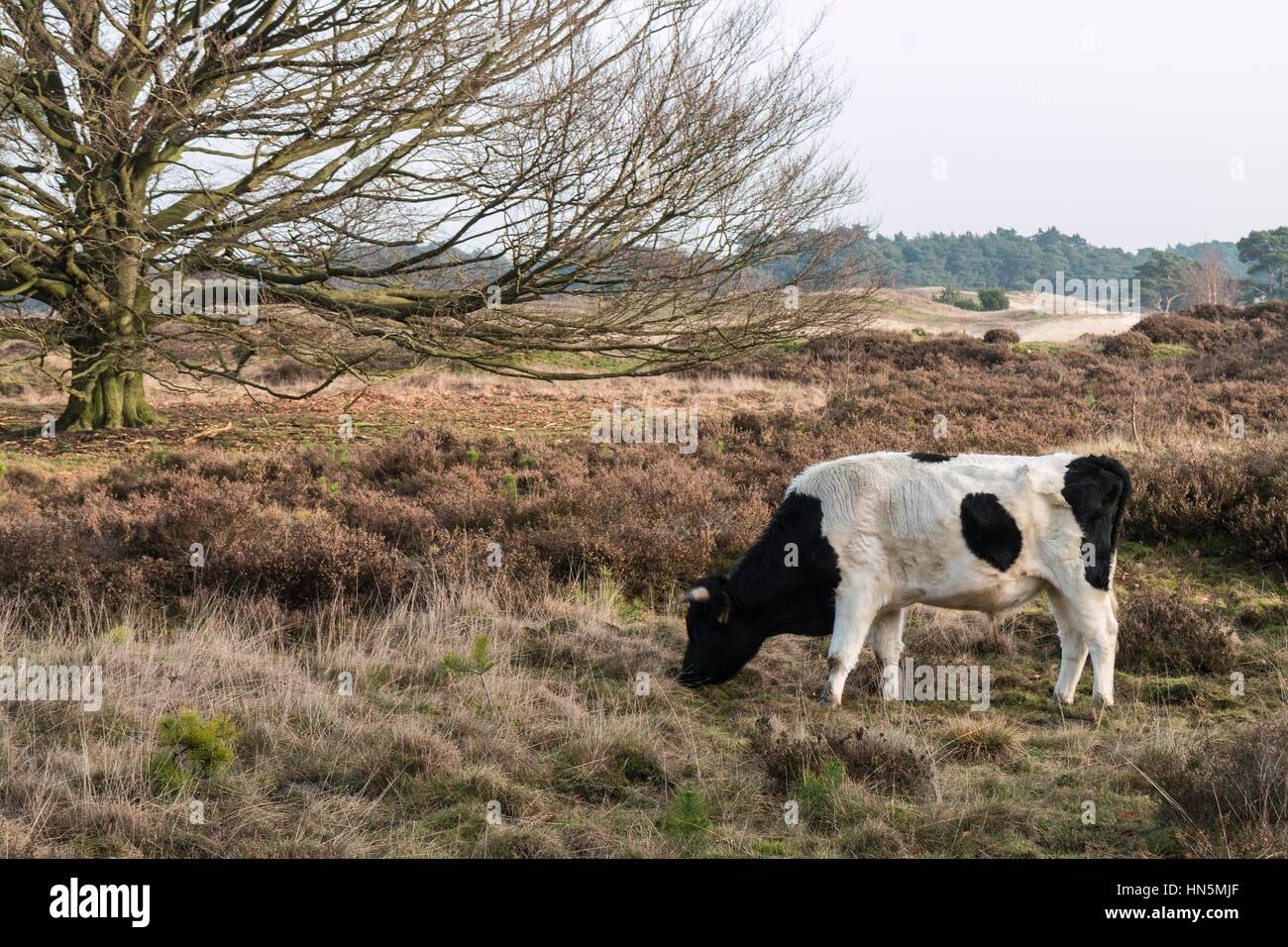 Wild cow in the Netherlands Stock Photo - Alamy