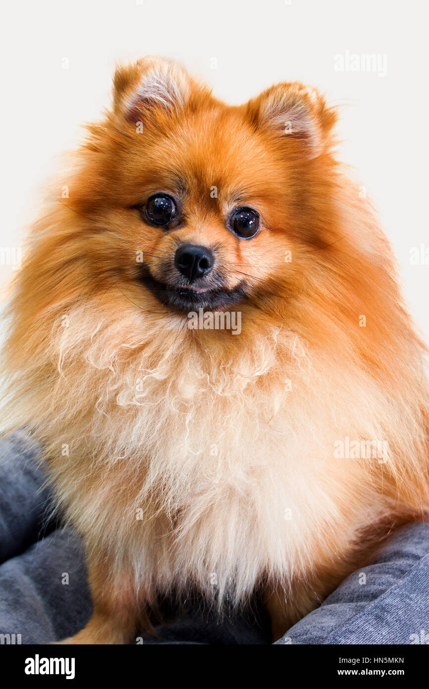 Red pomeranian hi-res stock photography and images - Alamy