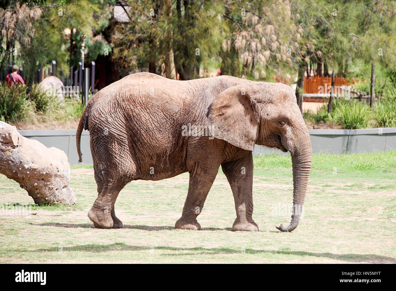 97 species hi-res stock photography and images - Alamy