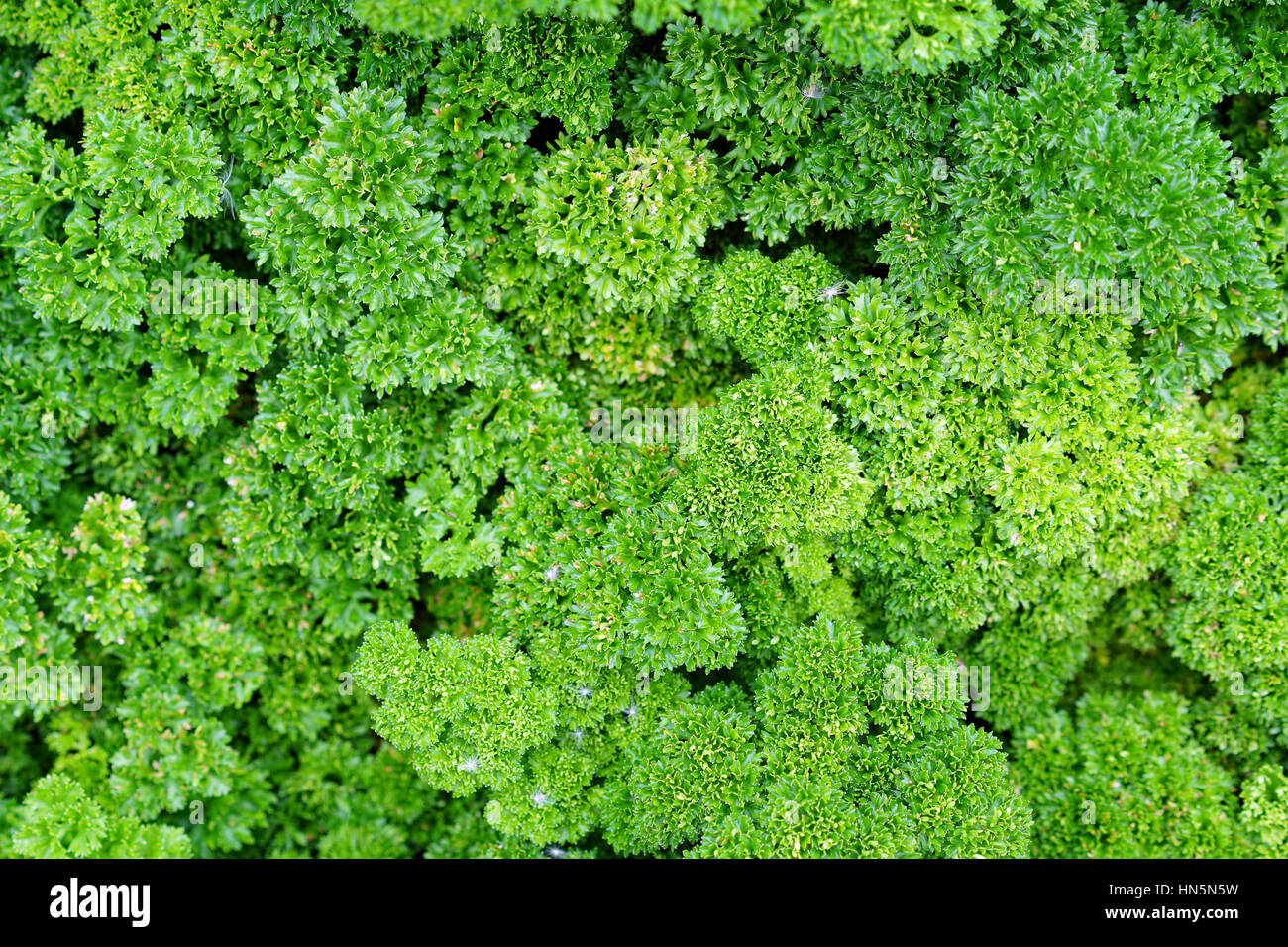 Green Parsley in the Garden Stock Photo - Alamy