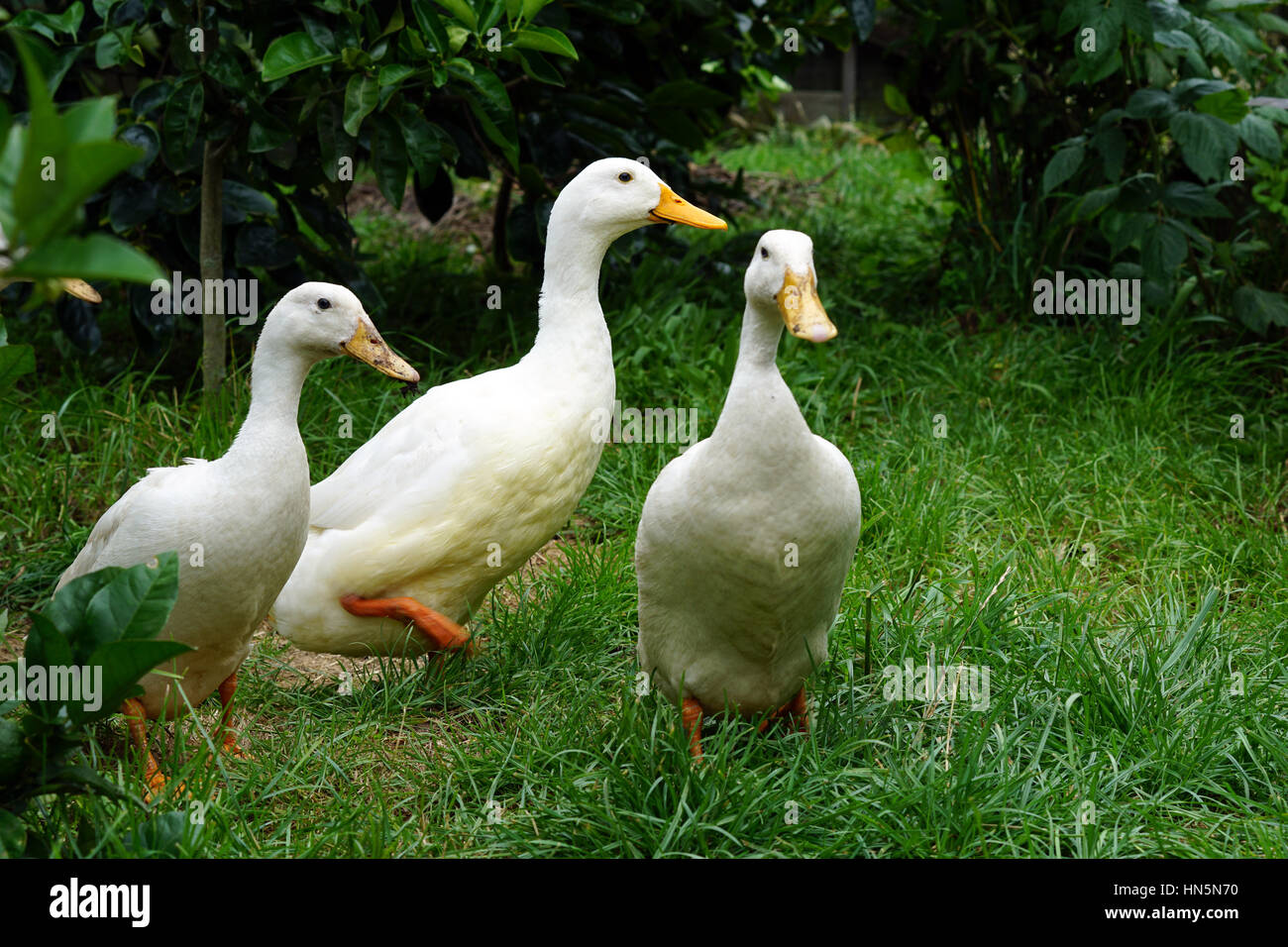 American Pekin Duck High Resolution Stock Photography and Images - Alamy