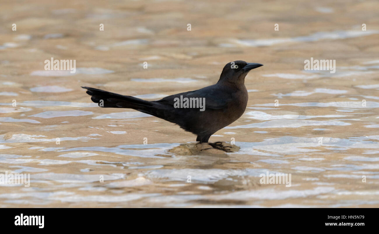 Great-tailed Grackle (Quiscalus mexicanus) in a Pool at a Resort in ...