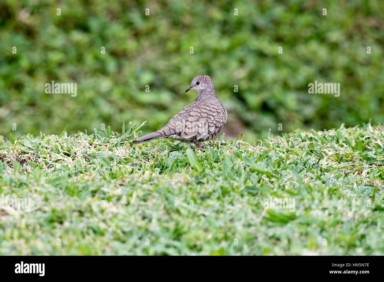 Dove inca hi-res stock photography and images - Alamy