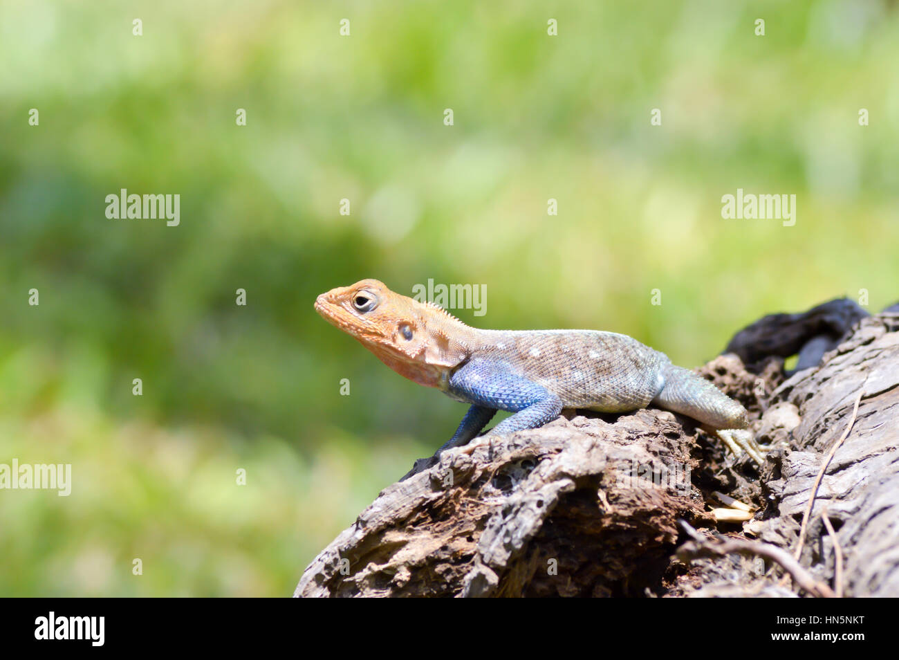 Lizard of all colors on a trunk in a garden of Mombasa in Kenya Stock ...