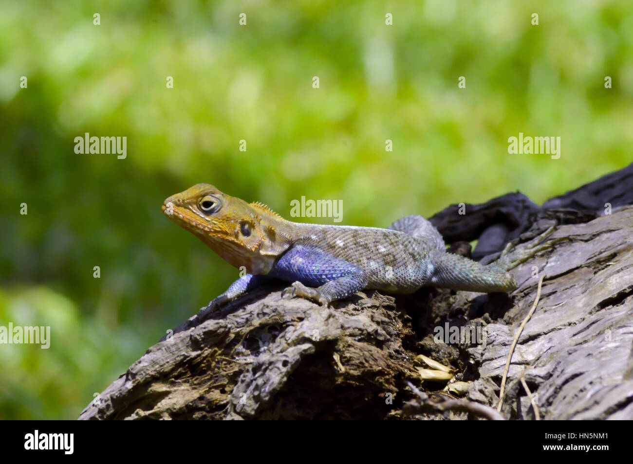 Lizard of all colors on a trunk in a garden of Mombasa in Kenya Stock ...