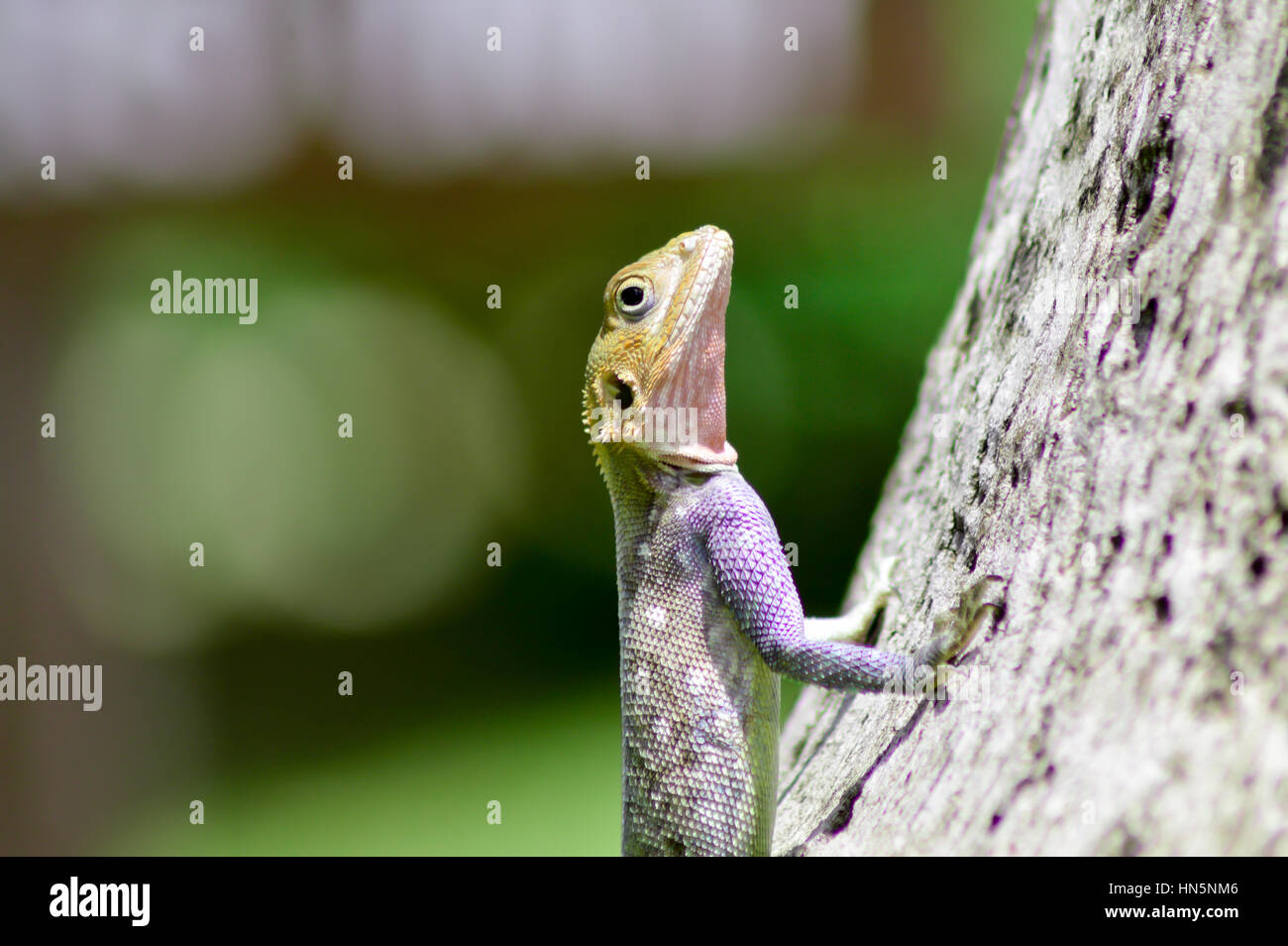 Lizard of all colors on a trunk in a garden of Mombasa in Kenya Stock ...