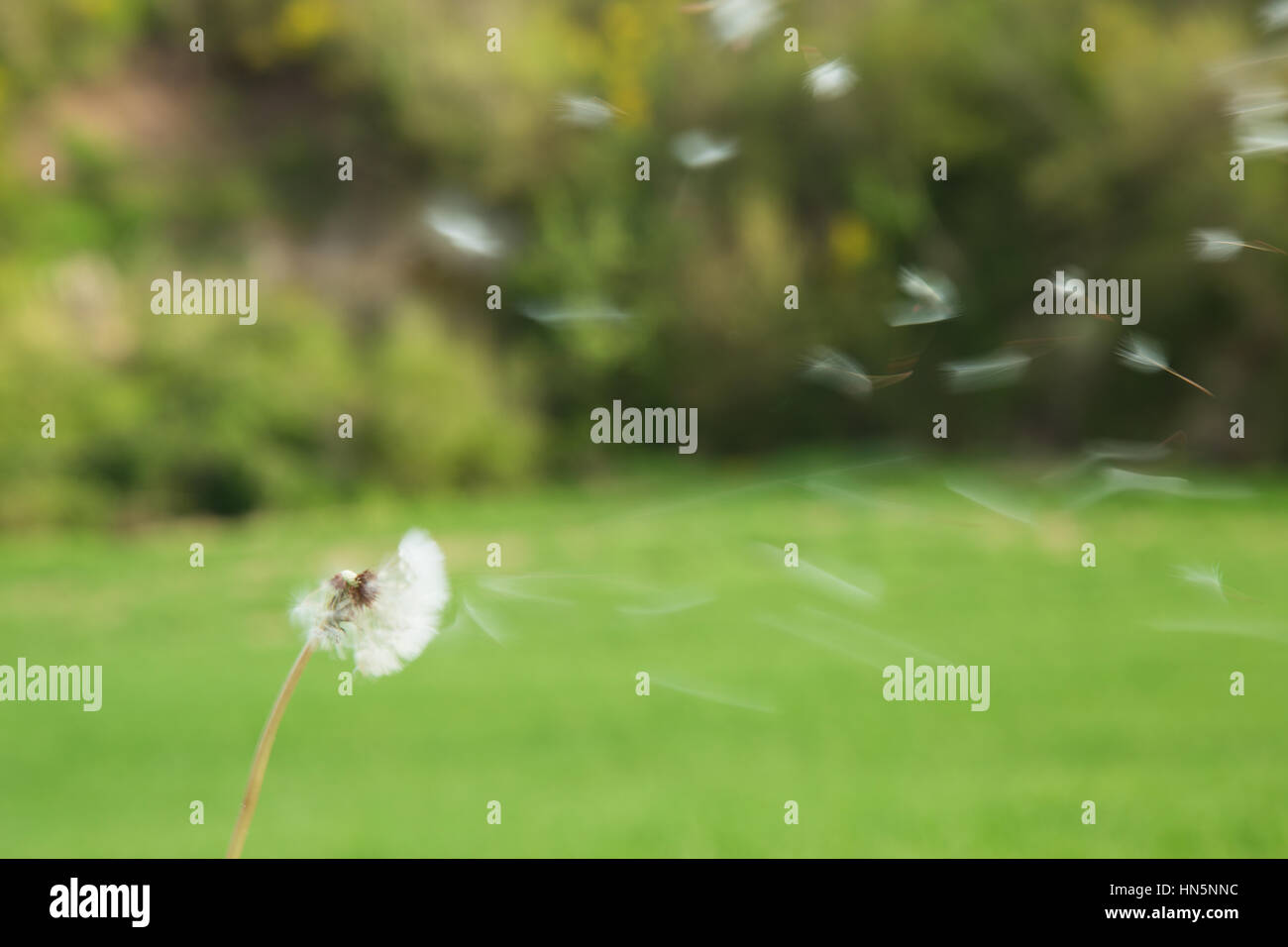 Wind blowing and takes away the spores Stock Photo - Alamy