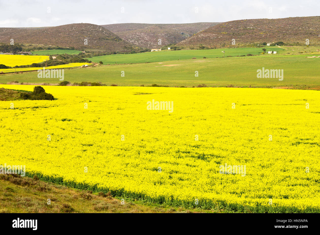 blur in south africa close up of the colza yellow field like texture ...