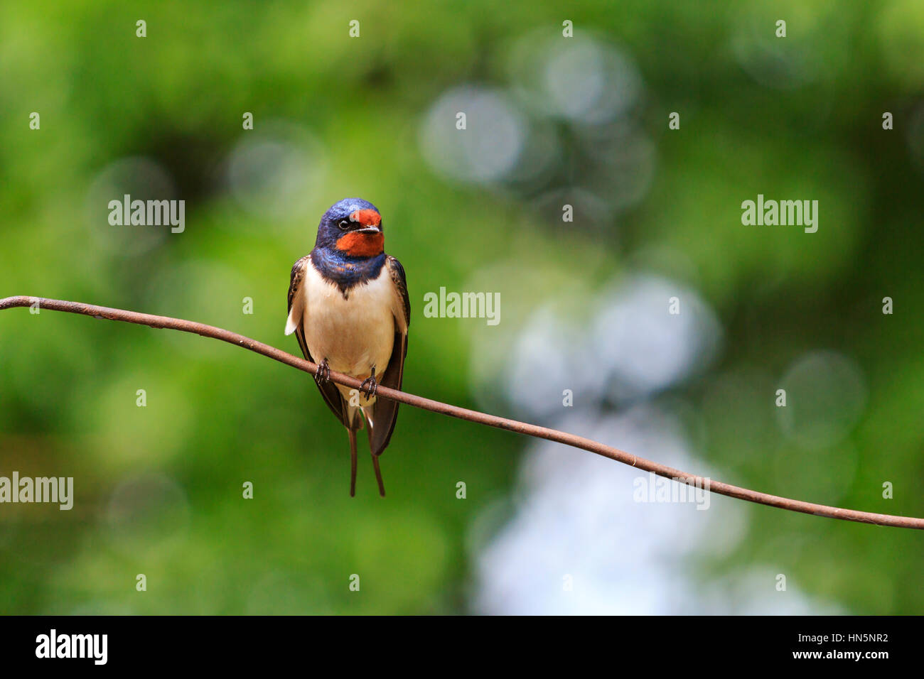 first swallow sitting on the wire,symbol of spring, the first bird ...