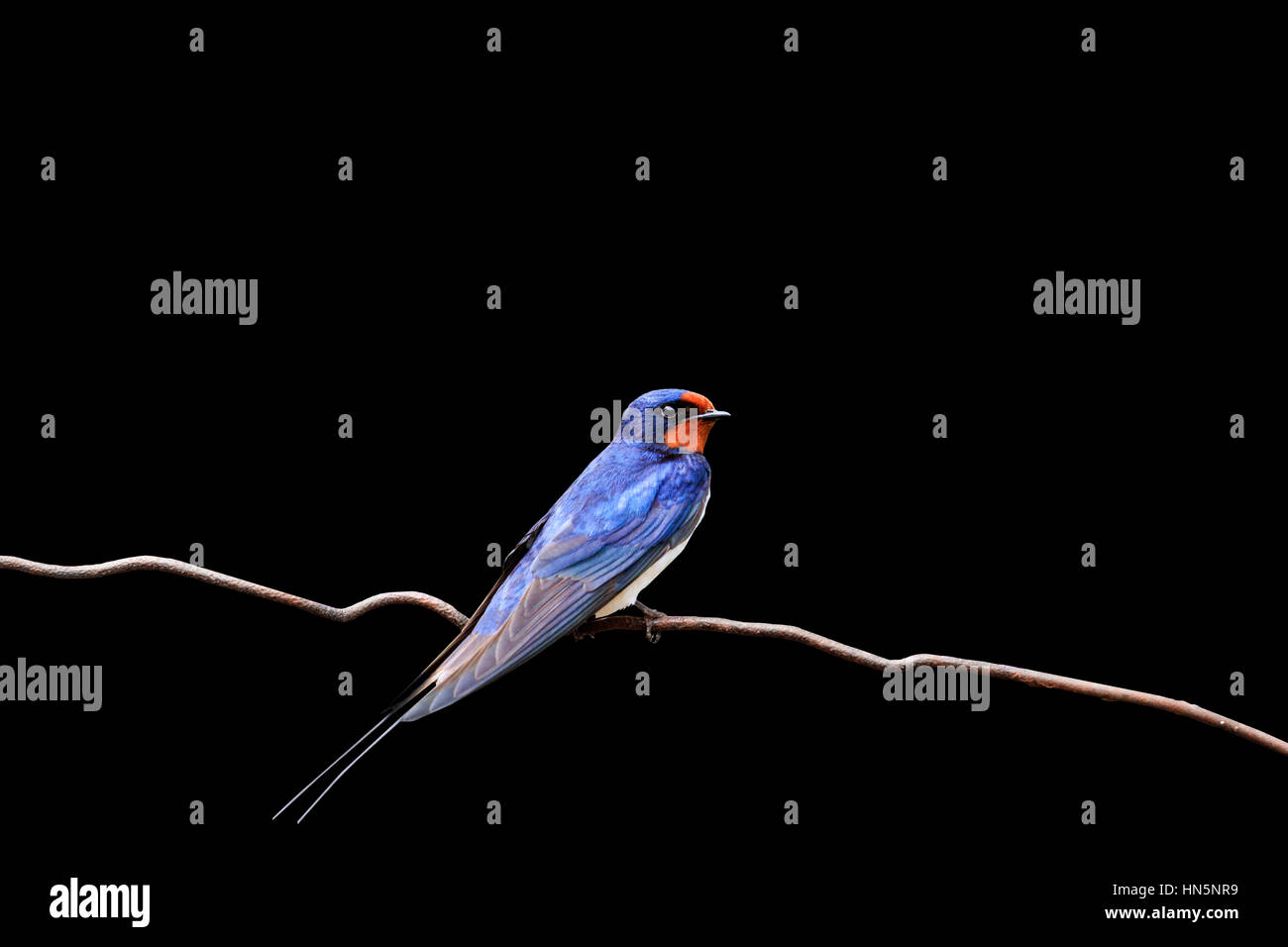 first swallow on black background,symbol of spring, the first bird ...