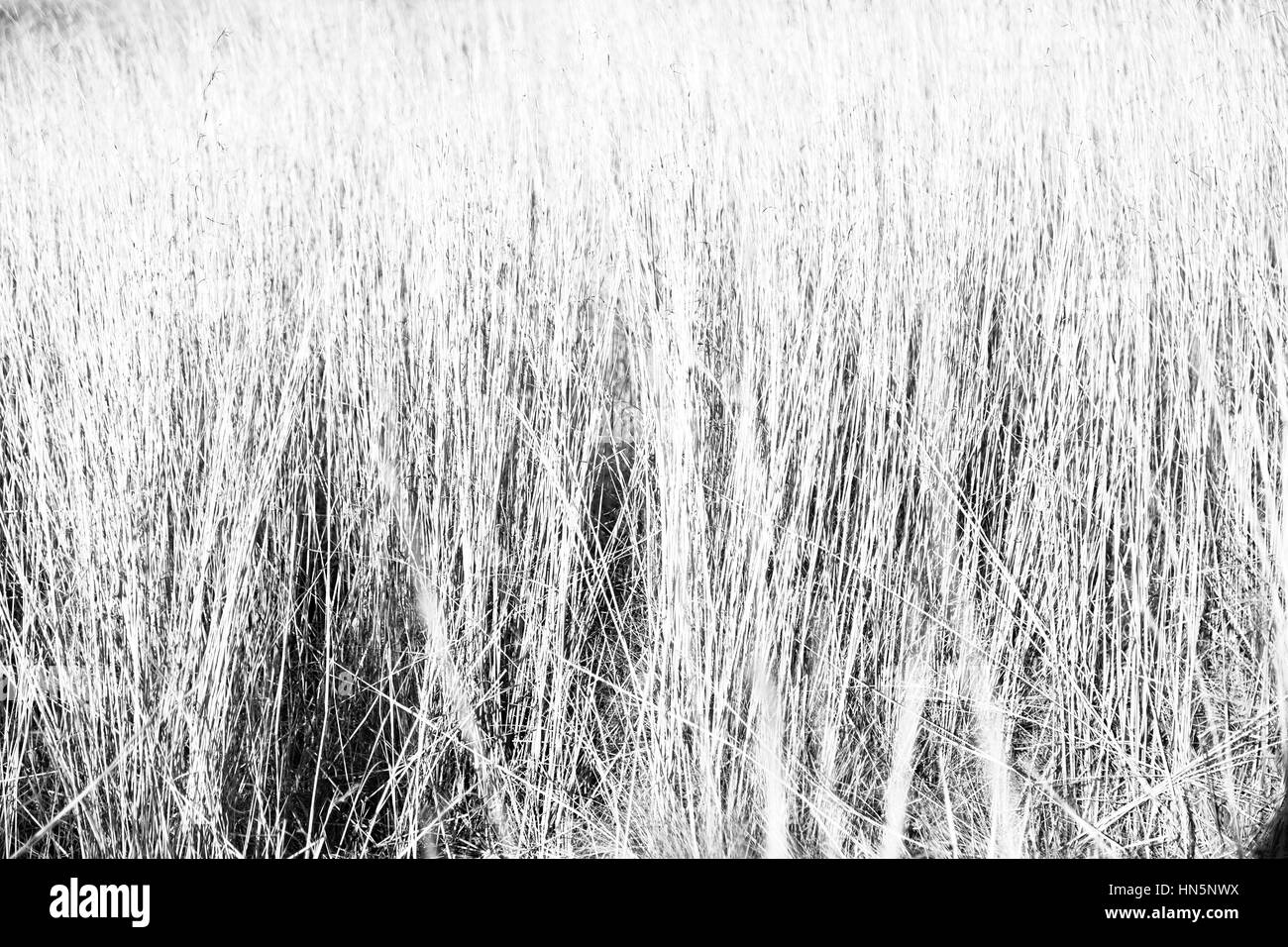 Texture yellow dry grass Black and White Stock Photos & Images - Alamy