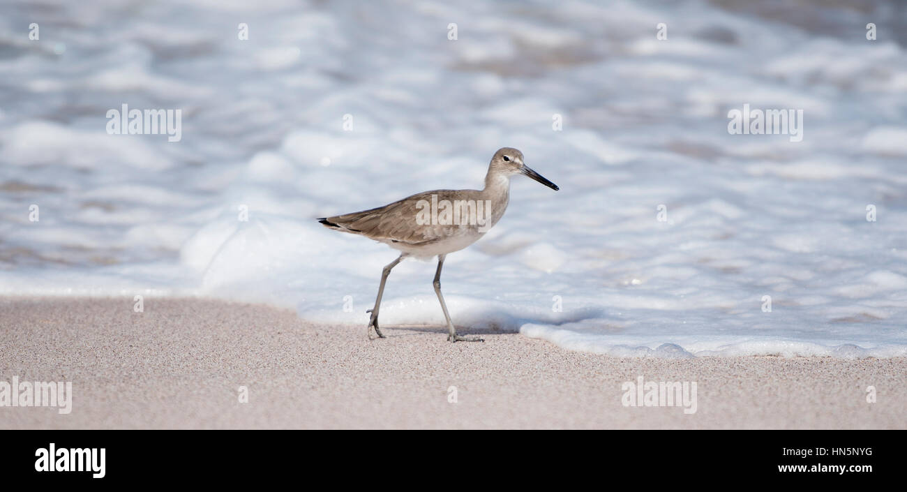 Willet (Tringa semipalmata ) on the Beach in Punta de Mita, Mexico ...