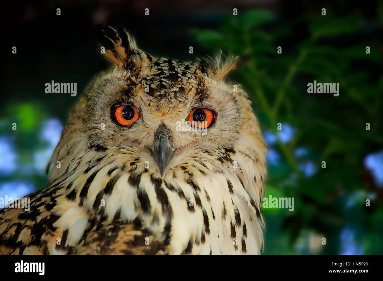 Indian Eagle Owl, Bengal Eagle Owl, Rock Eagle Owl, (Bubo bengalensis ...