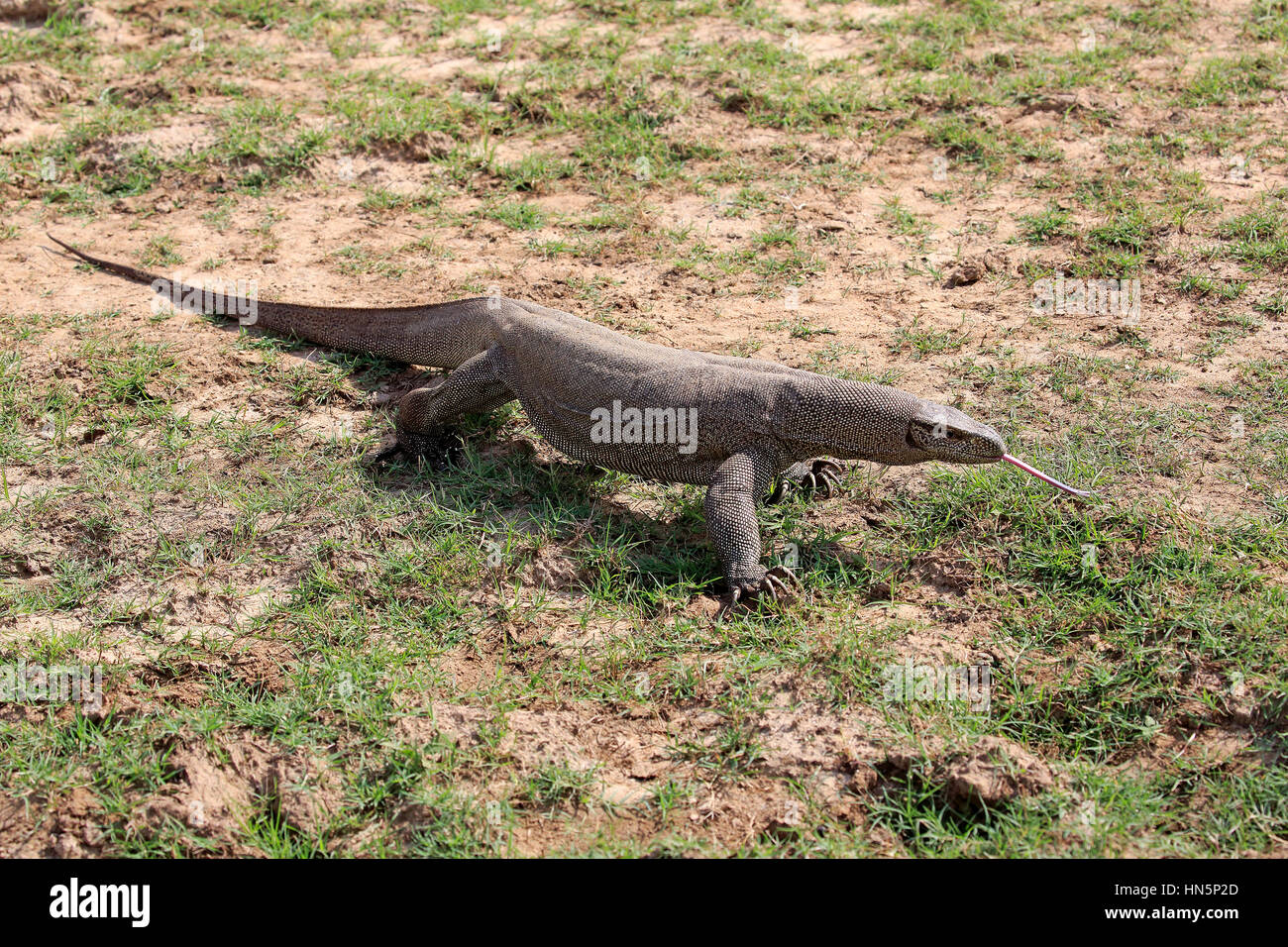 Bengal Monitor, (Varanus bengalensis), adult searching for food by ...
