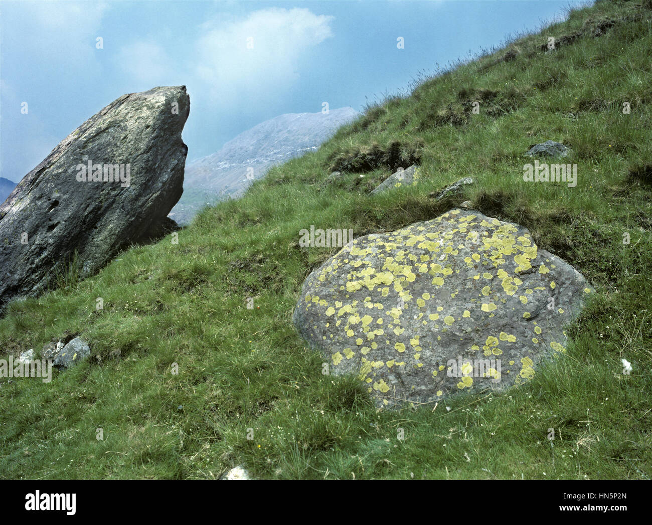 Map Lichen - Rhizocarpon geographicum Stock Photo - Alamy