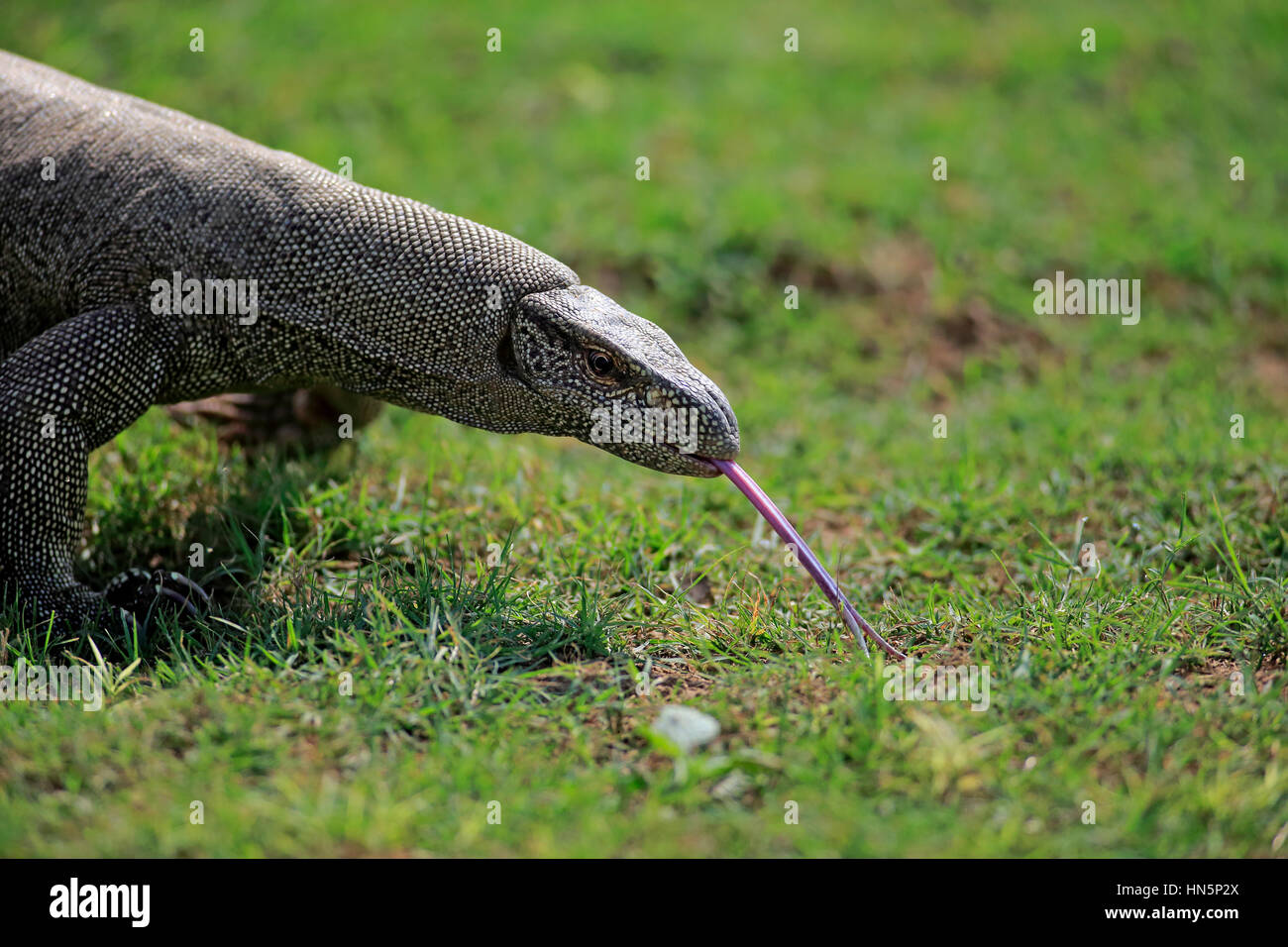 Bengal Monitor, (Varanus bengalensis), adult searching for food by ...