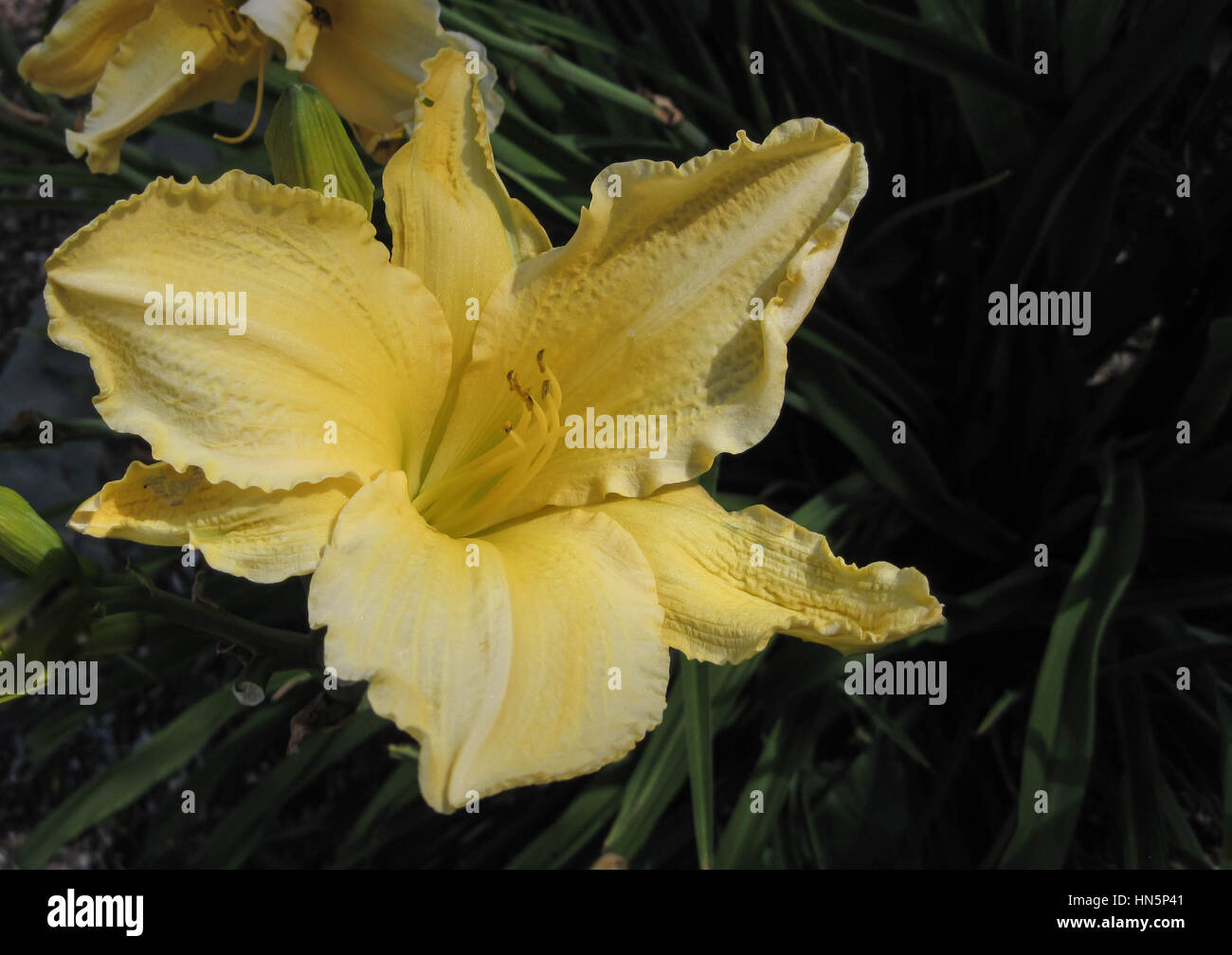 Daylily garden hi-res stock photography and images - Alamy