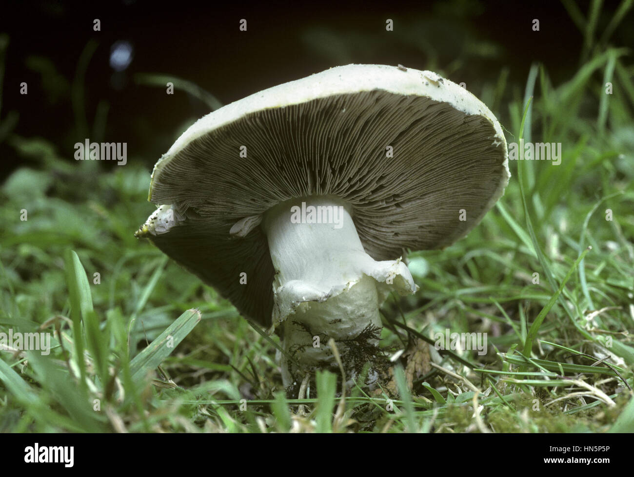 Field Mushroom - Agaricus campestris Stock Photo - Alamy Field Mushroom - Agaricus campestris Stock Photo - Alamy