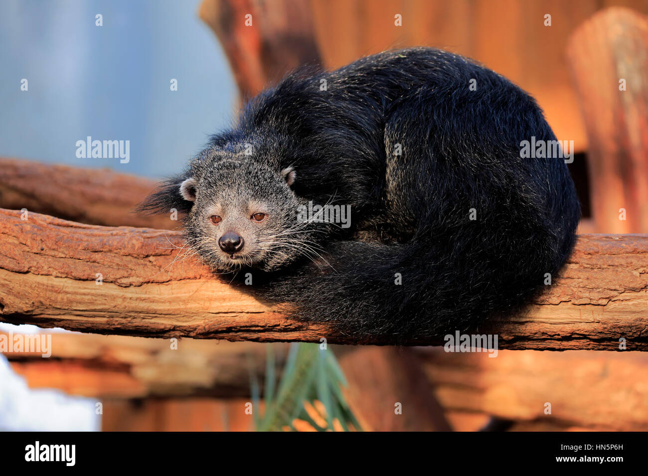 Binturong, (Arctictis binturong), adult resting on tree, Asia Stock ...