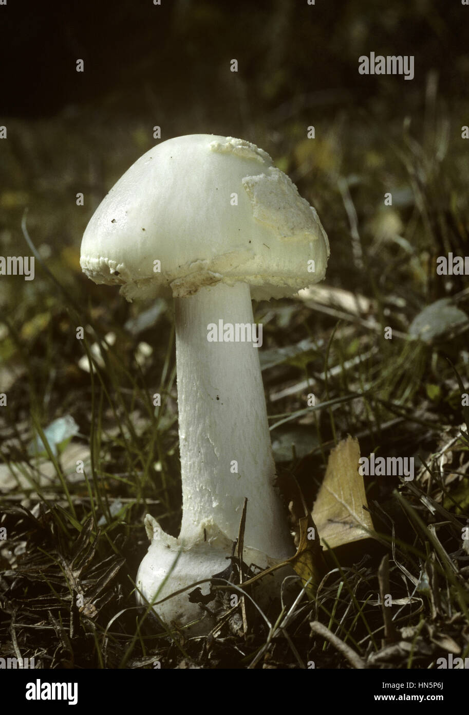False death cap mushroom amanita hi-res stock photography and images ...