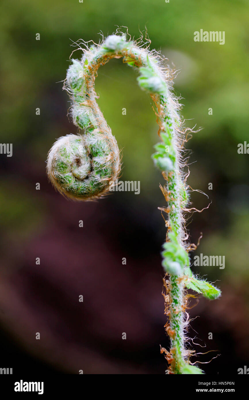 Unfurled hi-res stock photography and images - Alamy