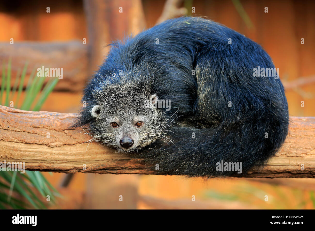 Binturong arctictis binturong hi-res stock photography and images - Alamy