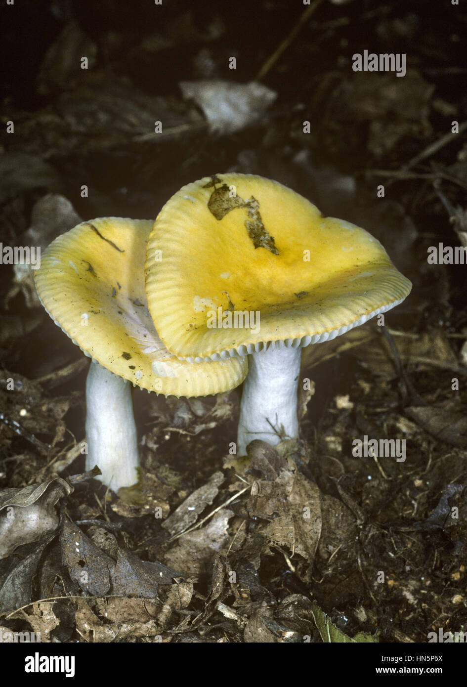 Yellow Swamp Brittlegill - Russula claroflava Stock Photo - Alamy