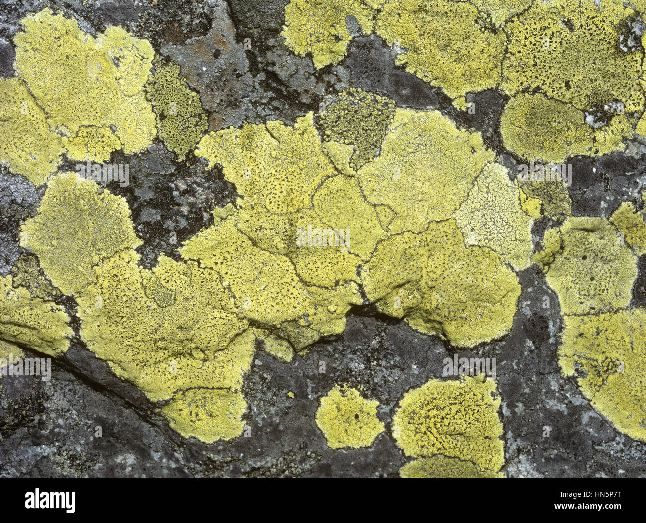Map Lichen - Rhizocarpon geographicum Stock Photo - Alamy