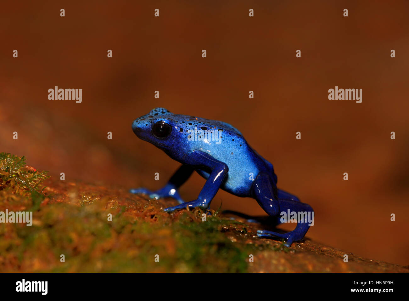 Blue poison dart frog, (Dendrobates tinctorius), South America, on ...