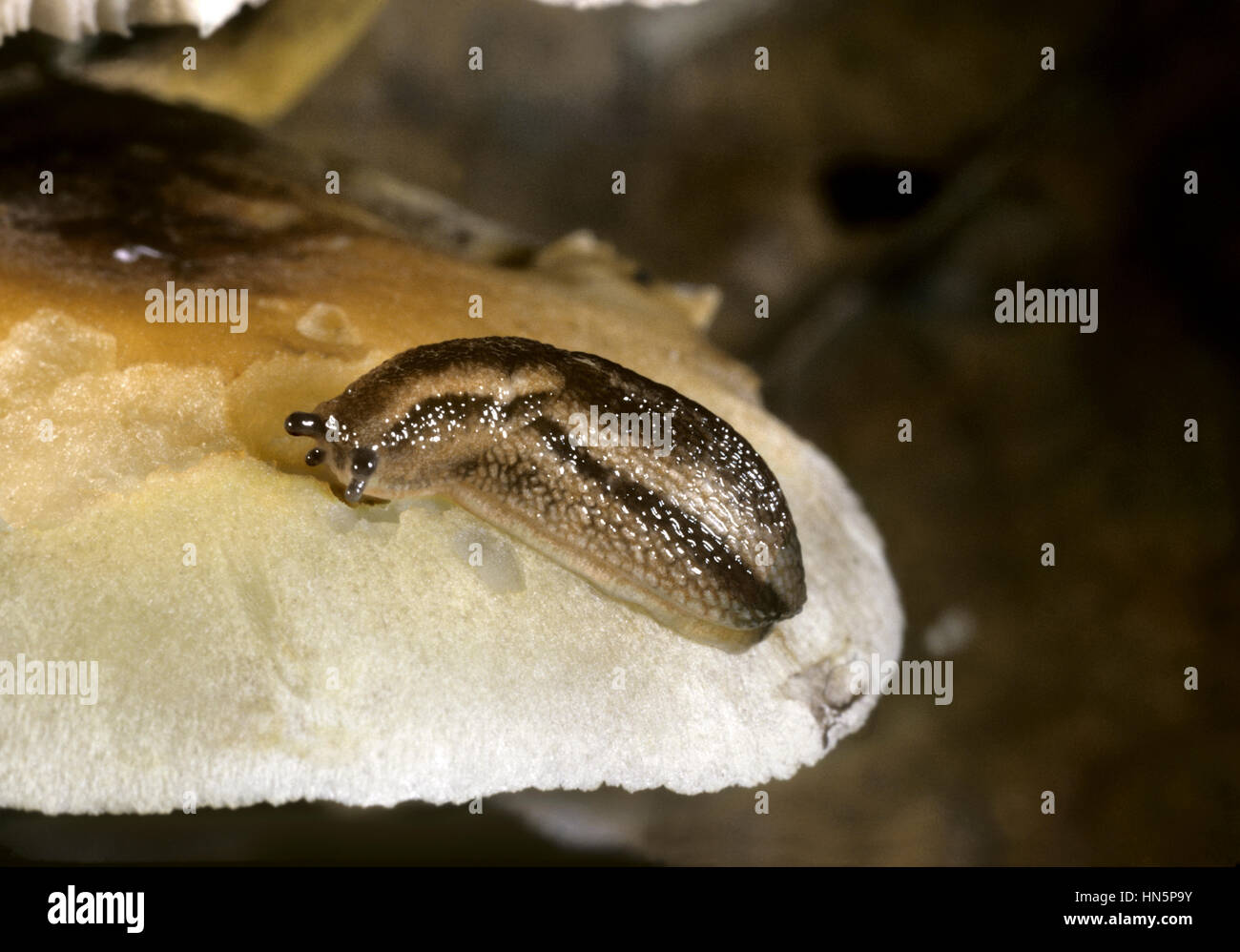 Slug eating fungi hi-res stock photography and images - Alamy