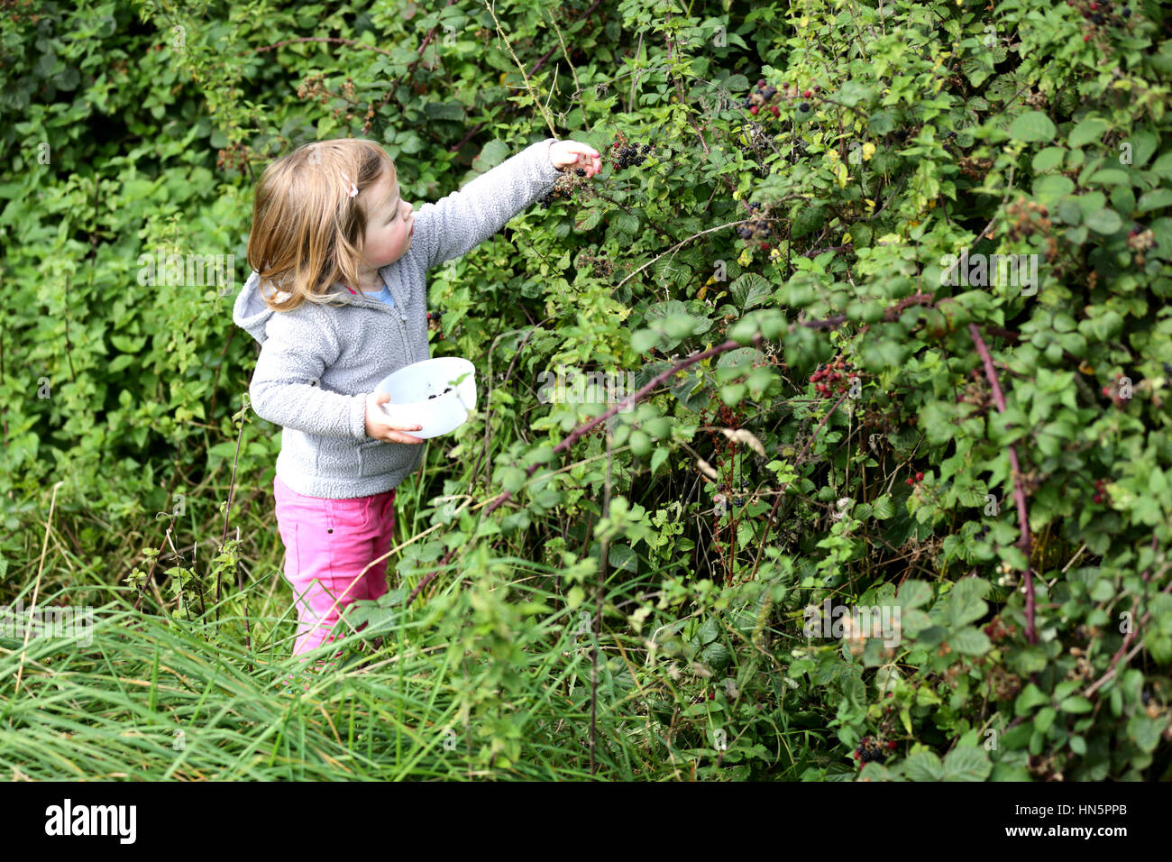 Thicket brambles hi-res stock photography and images - Alamy